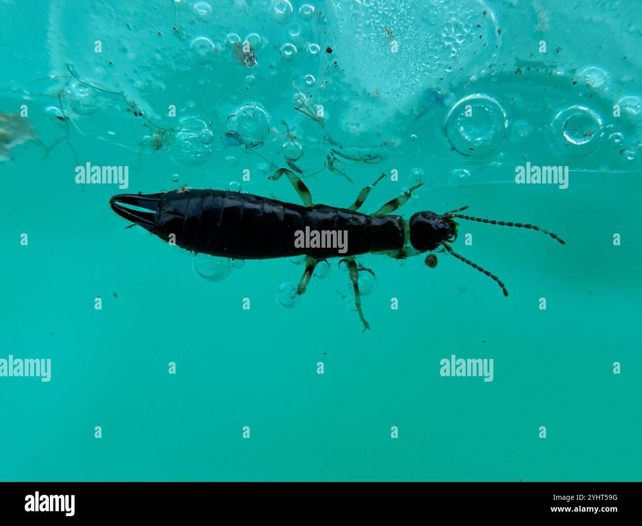 Euborellia annulipes hi-res stock photography and images - Alamy