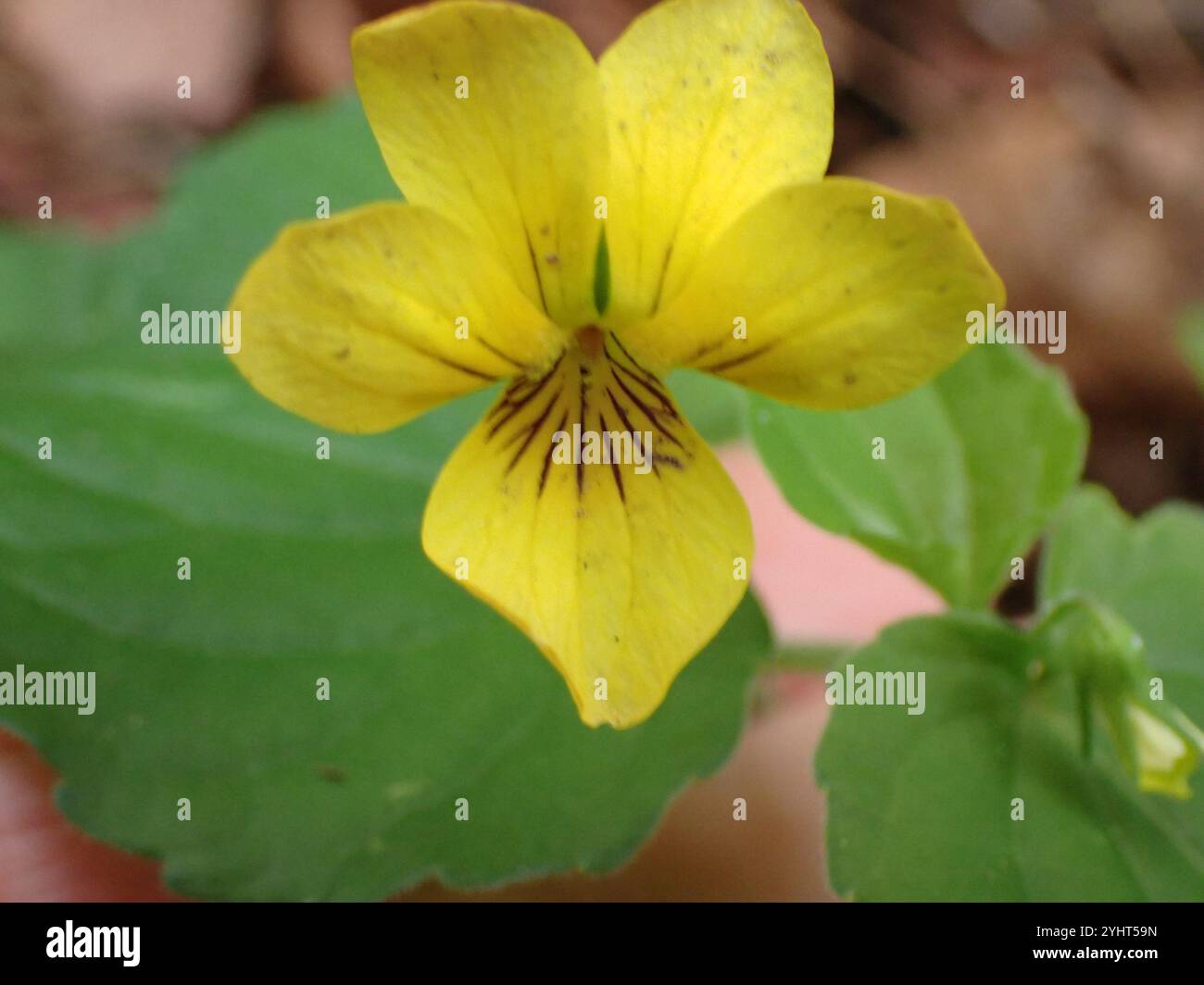 stream violet (Viola glabella Stock Photo - Alamy