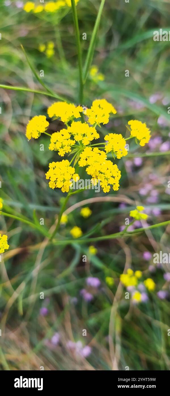 Sickle-leaved Hare's-ear (Bupleurum falcatum Stock Photo - Alamy