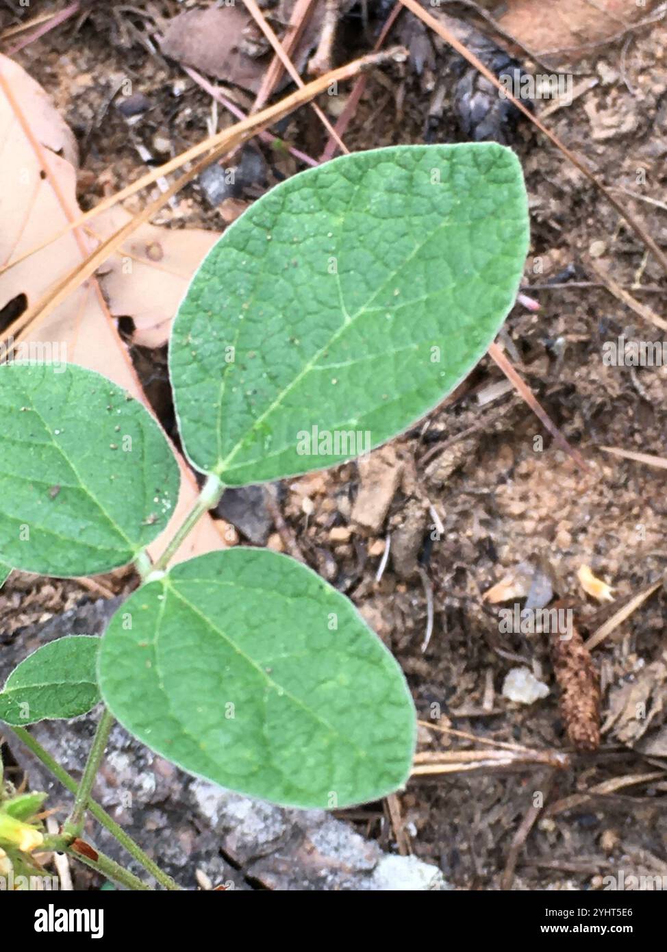 Twining Snoutbean (Rhynchosia tomentosa Stock Photo - Alamy