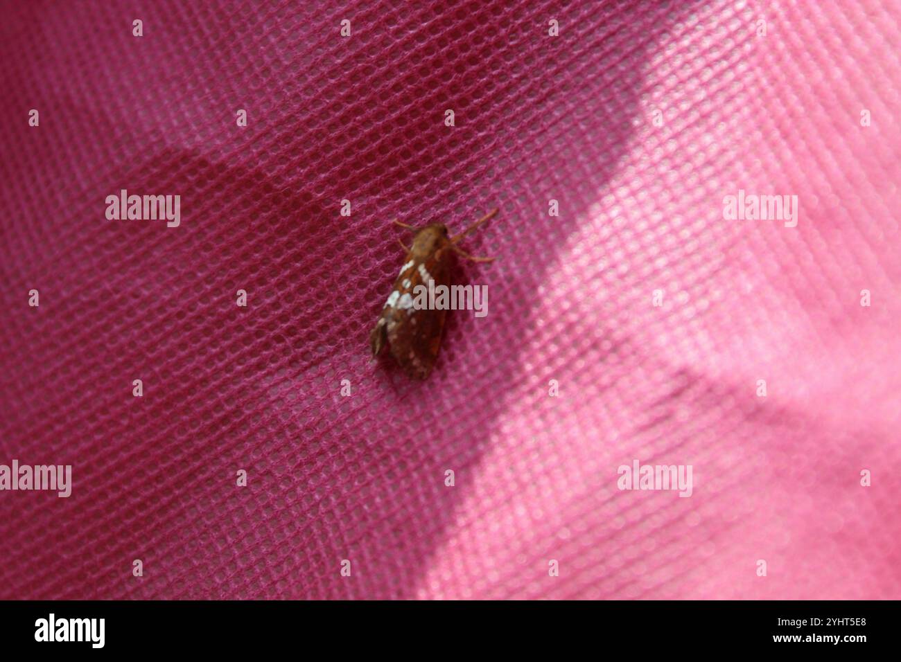 Gold Swift (Phymatopus hecta Stock Photo - Alamy