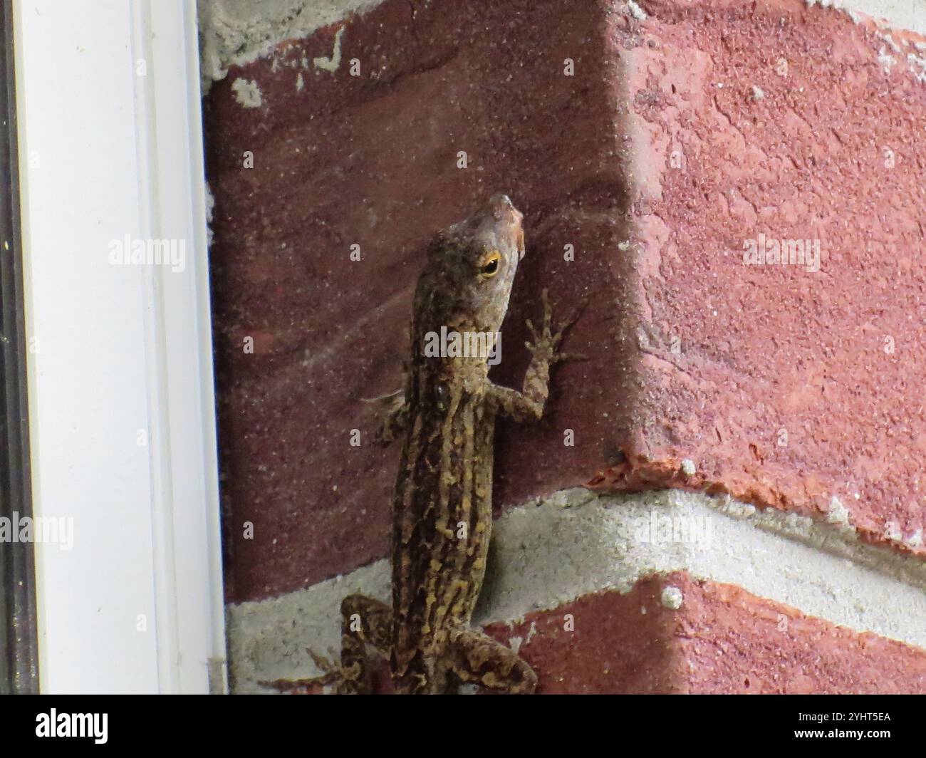 Brown Anole (Anolis sagrei Stock Photo - Alamy