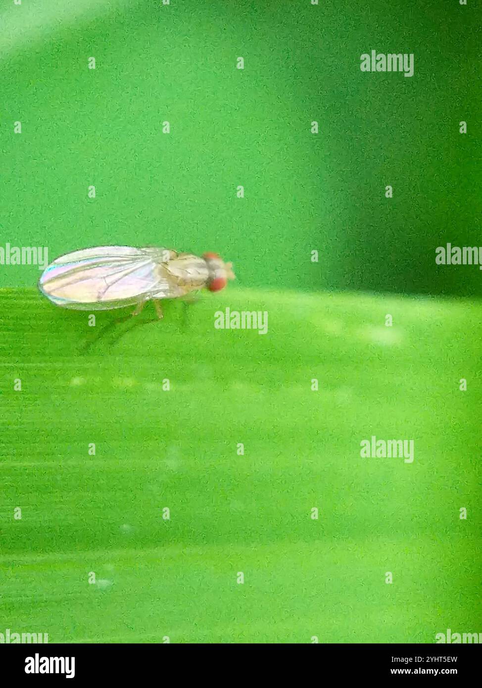 Scaptomyza hi-res stock photography and images - Alamy