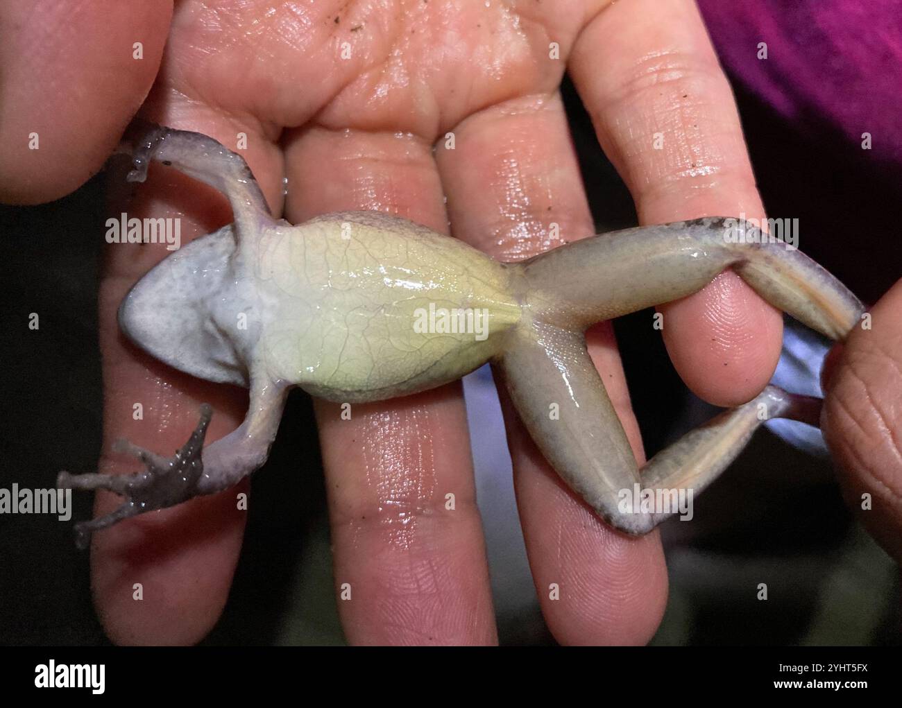 Craugastor raniformis hi-res stock photography and images - Alamy