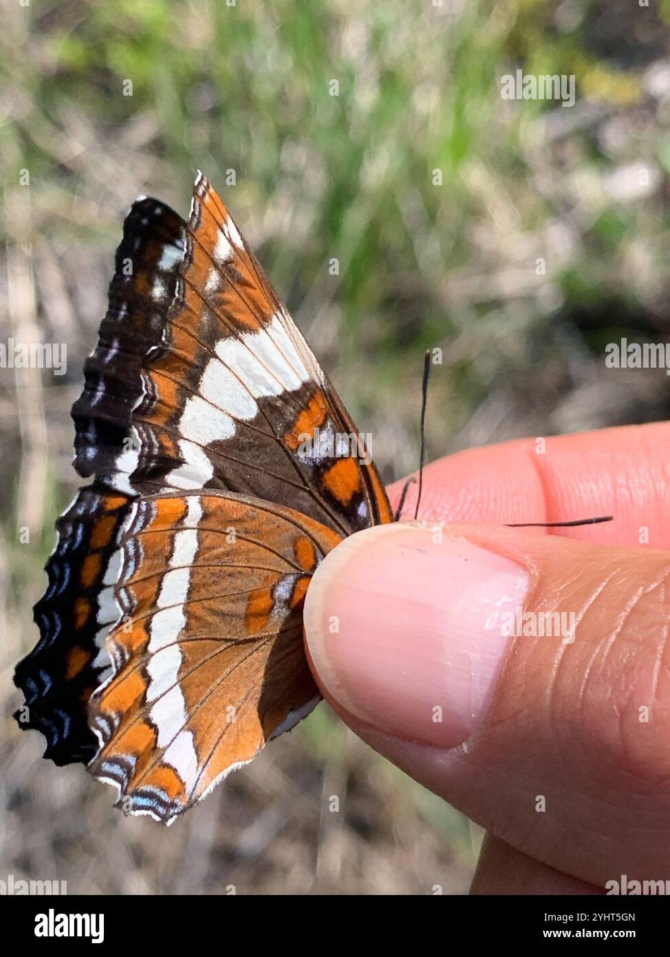 Western White Admiral (Limenitis arthemis rubrofasciata Stock Photo - Alamy