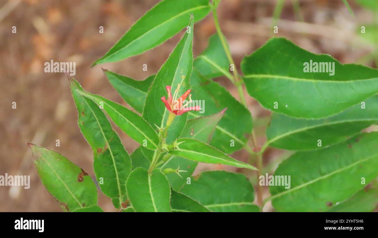 northern bush honeysuckle (Diervilla lonicera Stock Photo - Alamy