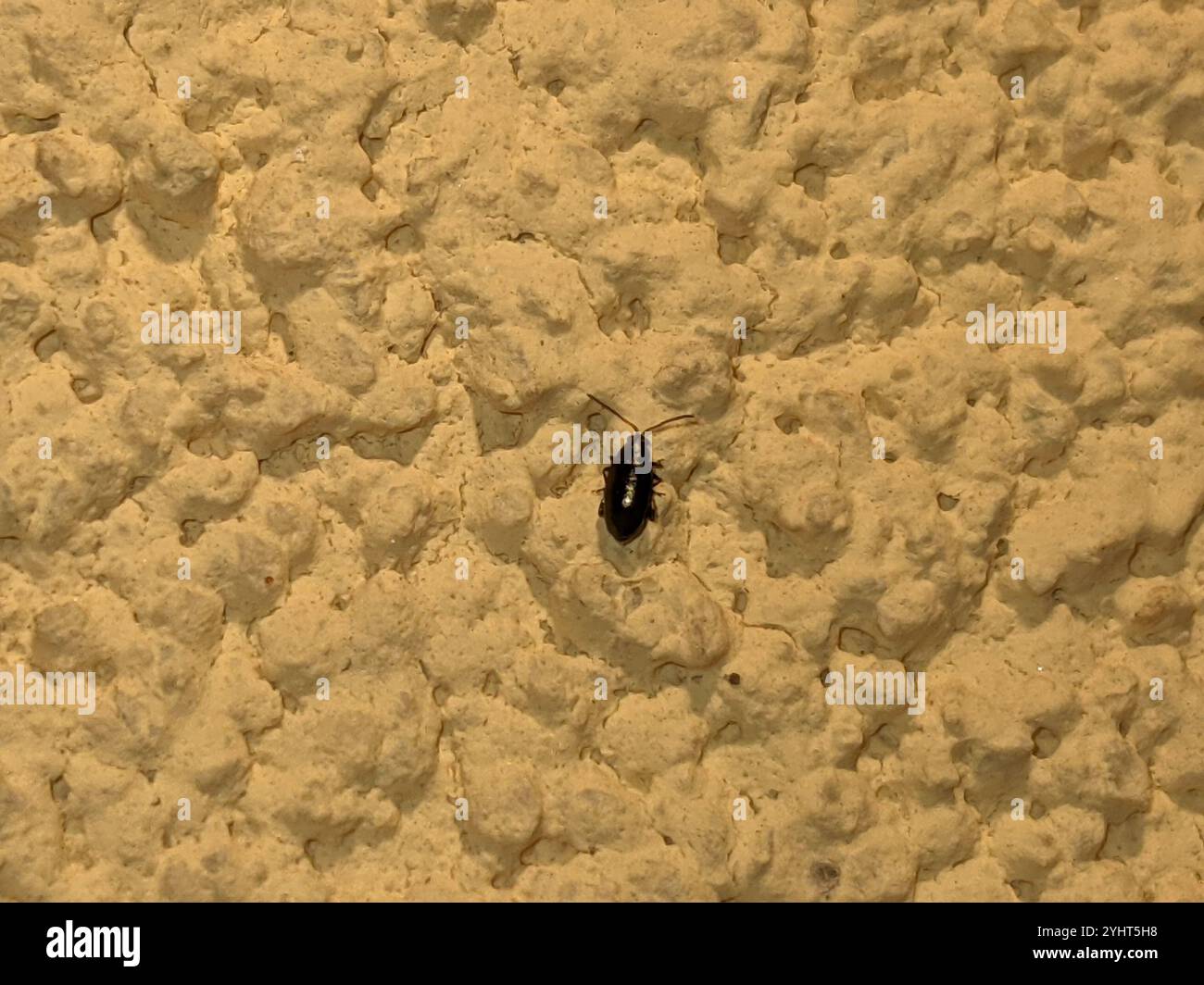 Flea Beetles (Alticini Stock Photo - Alamy