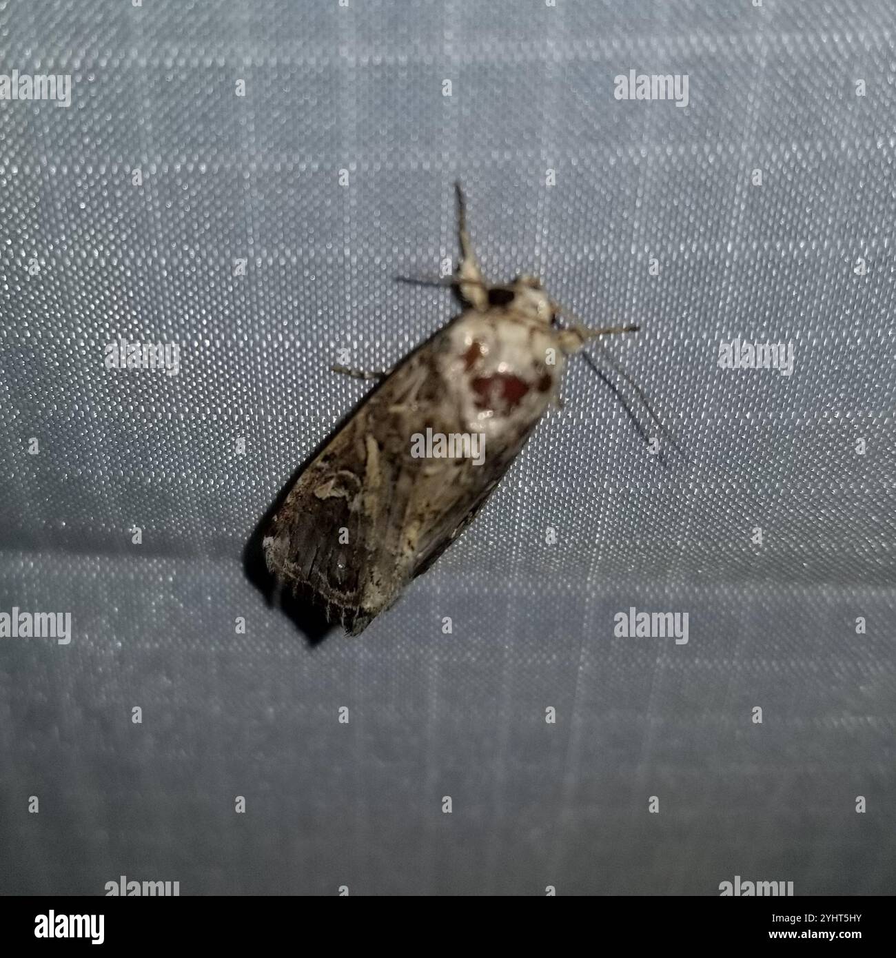 Fall Armyworm Moth (Spodoptera frugiperda Stock Photo - Alamy