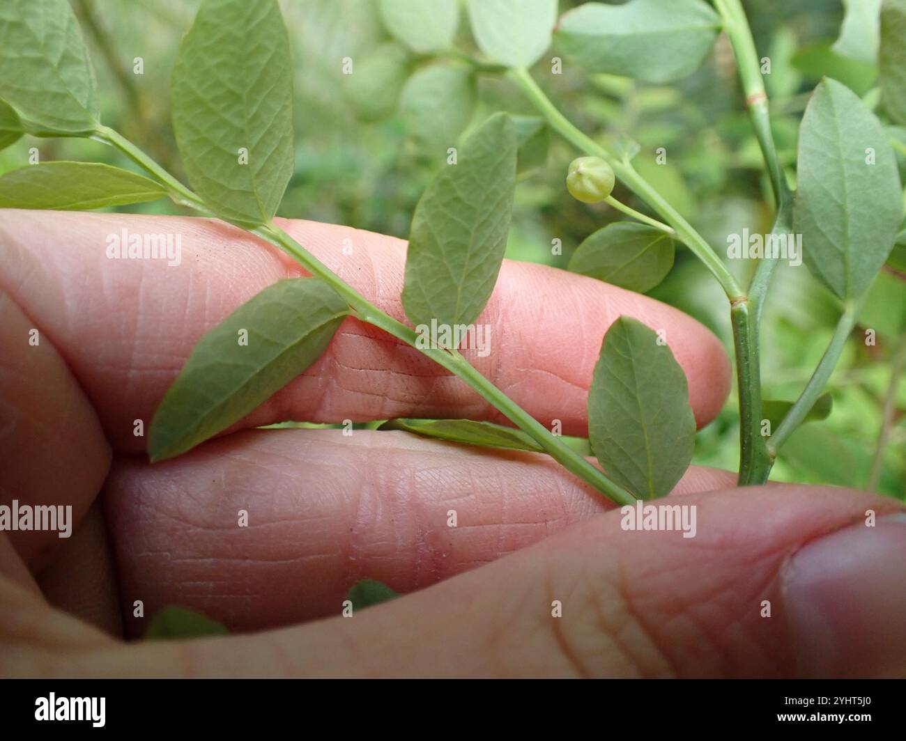 Red Huckleberry (Vaccinium parvifolium Stock Photo - Alamy