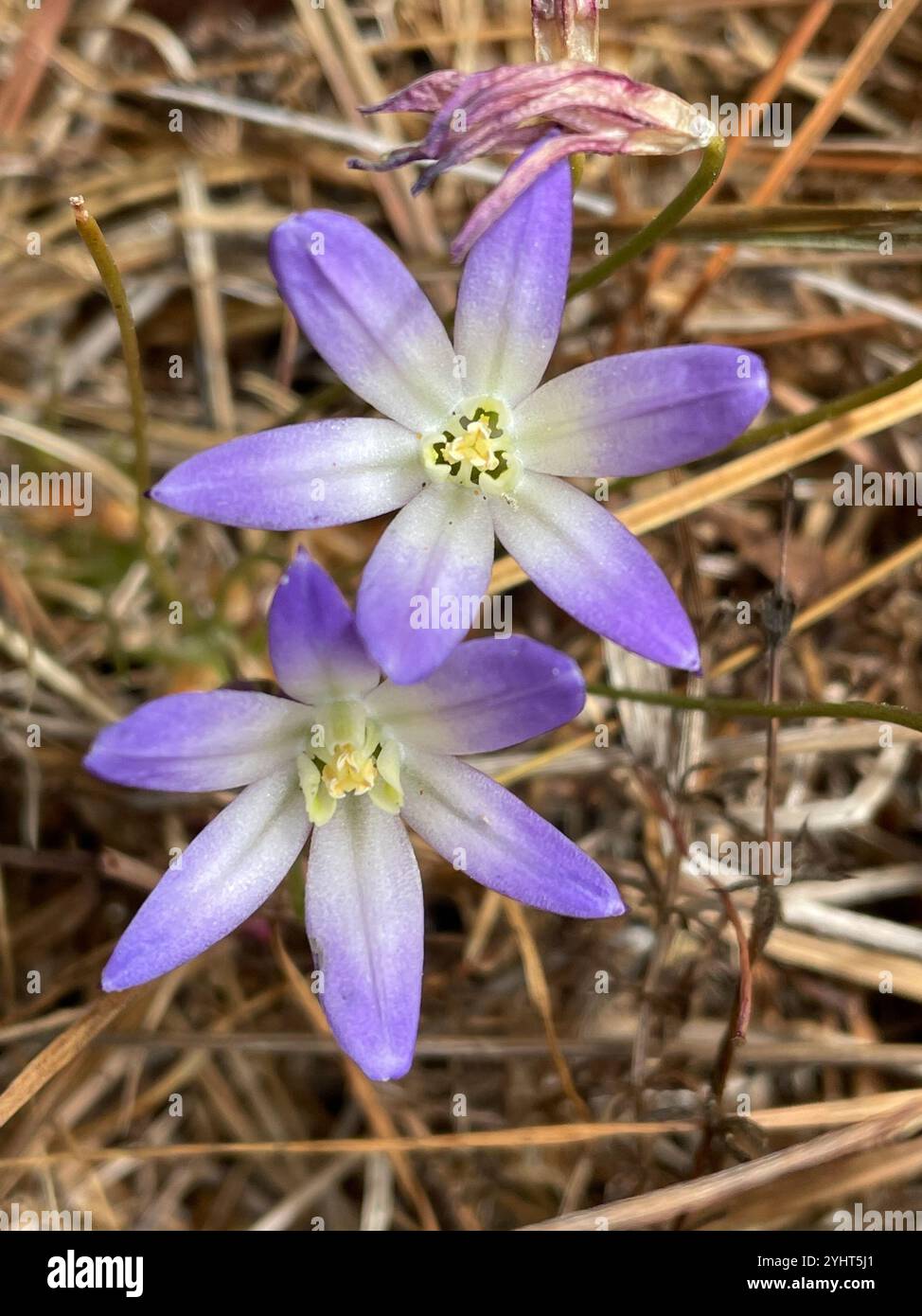 Brodiaea terrestris hi-res stock photography and images - Alamy