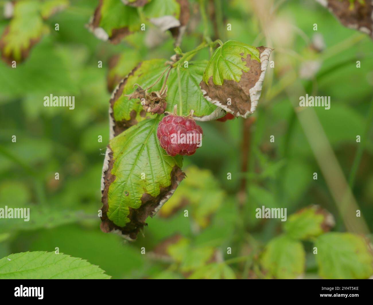red raspberry (Rubus idaeus Stock Photo - Alamy