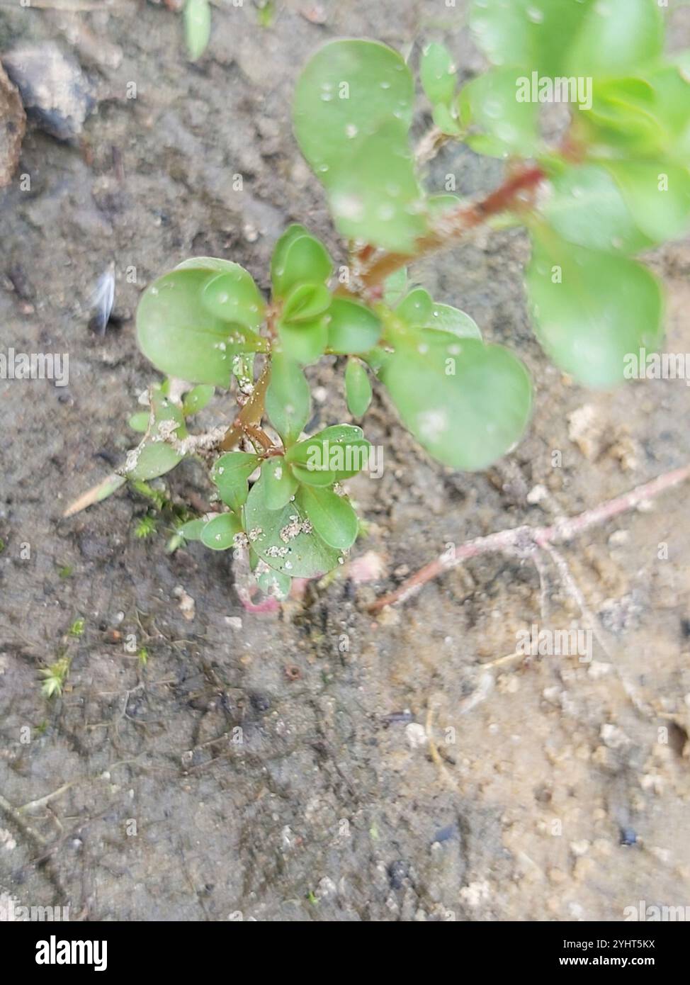 Water-purslane (Lythrum portula Stock Photo - Alamy