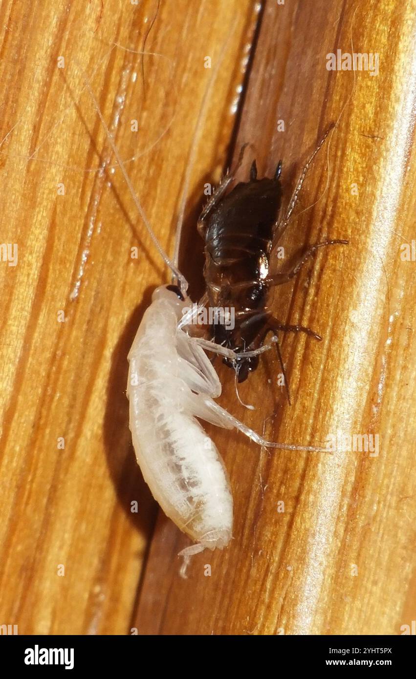 German Cockroach (Blattella germanica Stock Photo - Alamy