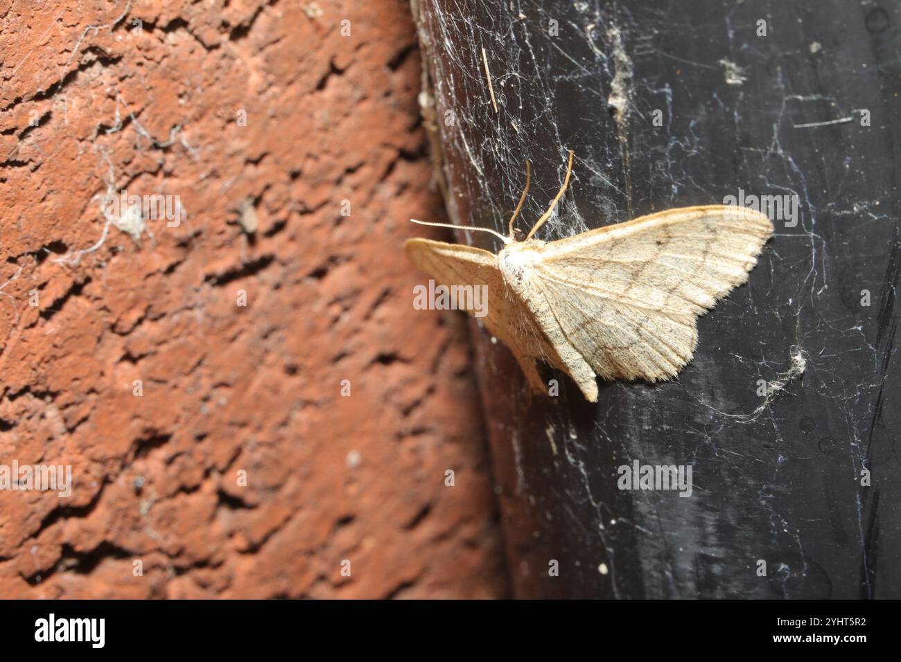 Riband Wave (Idaea aversata Stock Photo - Alamy