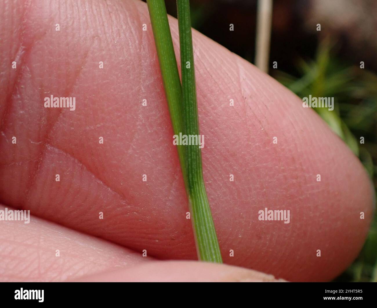 Long-stolon Sedge (Carex inops Stock Photo - Alamy