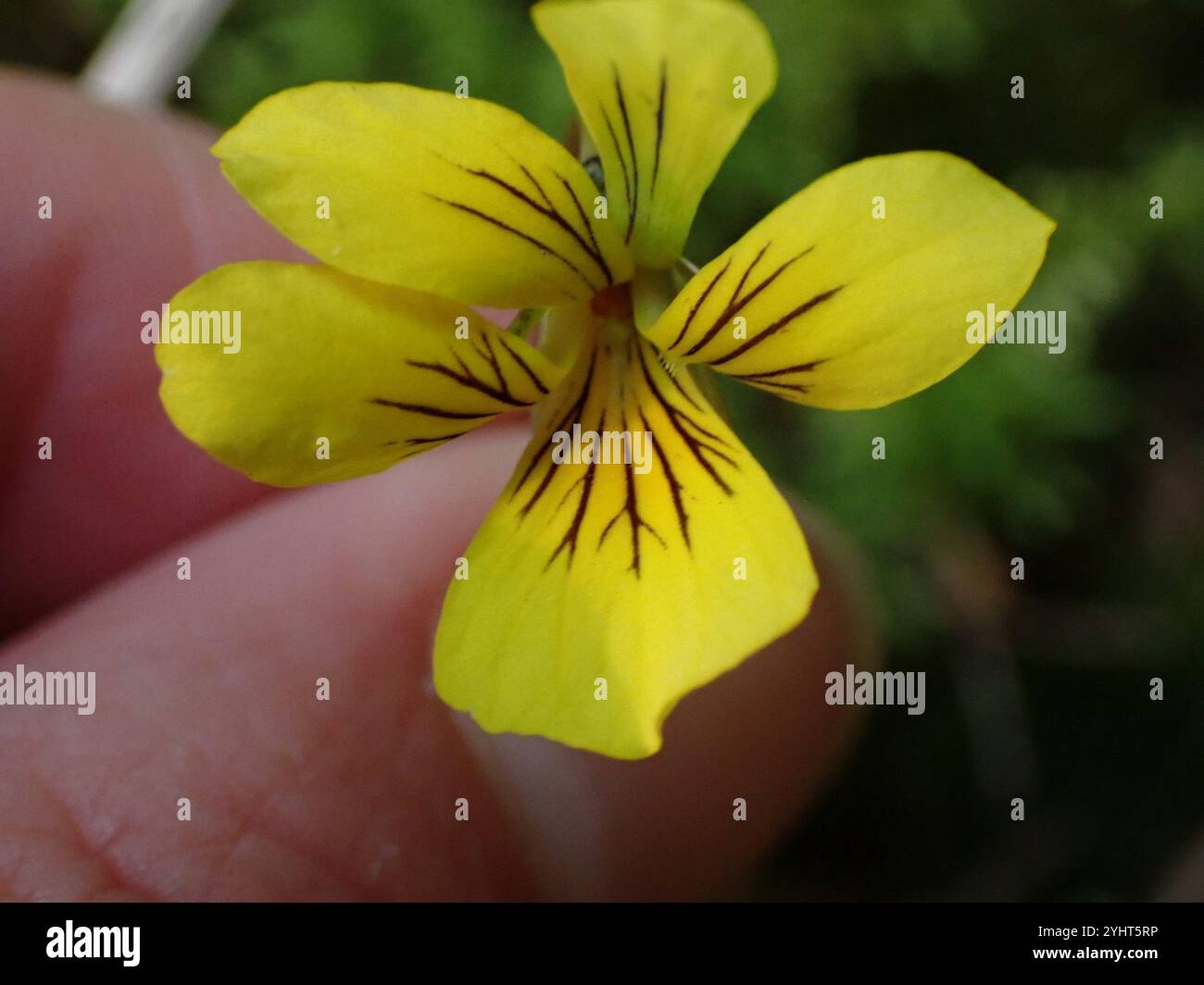 Redwood Violet (Viola sempervirens Stock Photo - Alamy