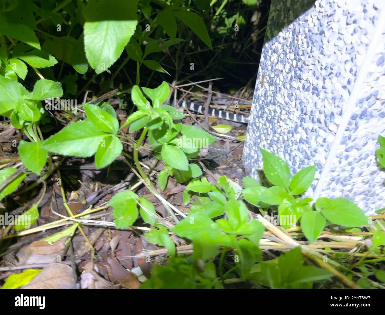 Many-banded Krait (Bungarus multicinctus Stock Photo - Alamy