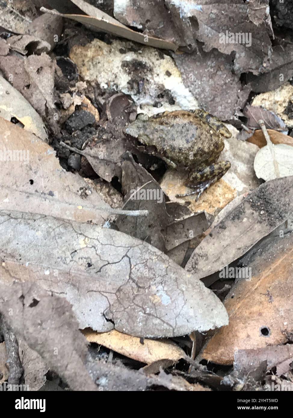 Rio Grande Chirping Frog (Eleutherodactylus campi Stock Photo - Alamy