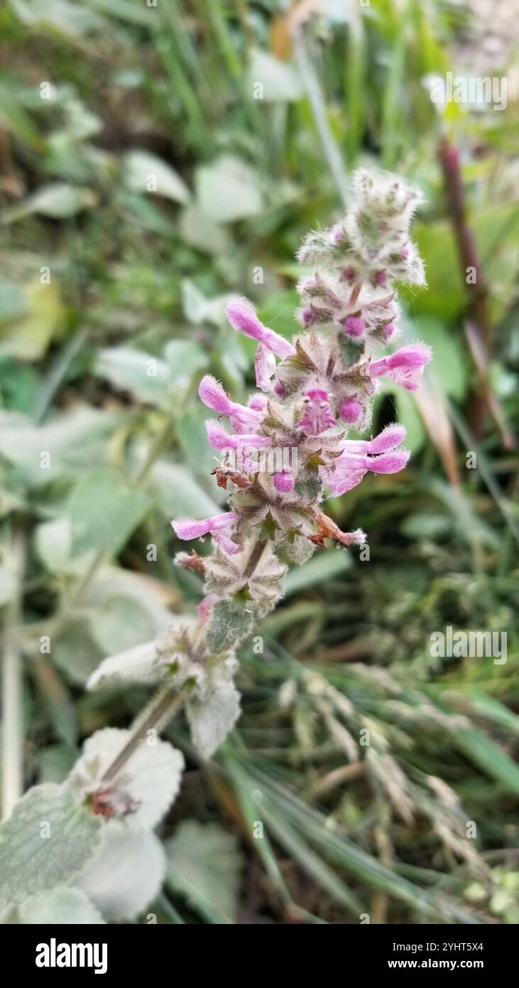 Rough Hedgenettle (Stachys rigida Stock Photo - Alamy