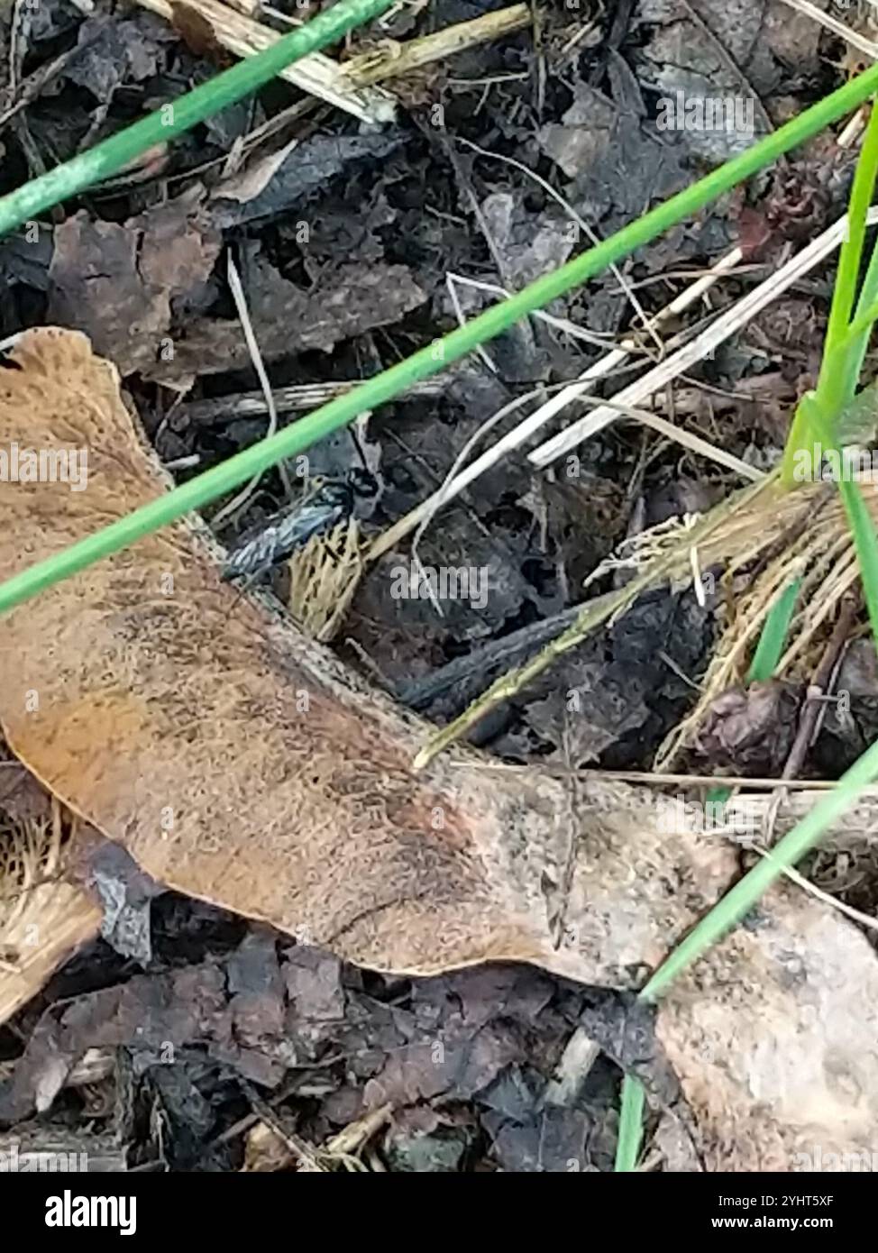 Ants, Bees, Wasps, and Sawflies (Hymenoptera Stock Photo - Alamy