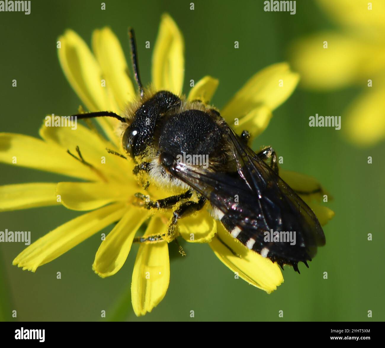 Grooved tail hi-res stock photography and images - Alamy
