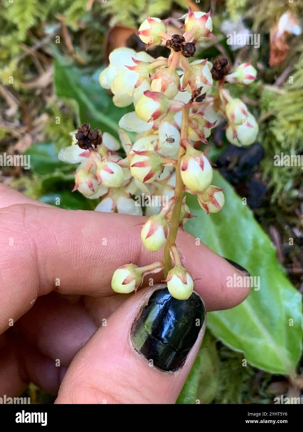 white-veined wintergreen (Pyrola picta Stock Photo - Alamy