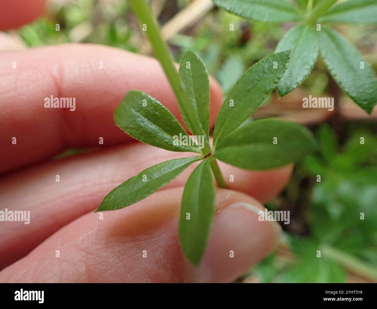fragrant bedstraw (Galium triflorum Stock Photo - Alamy