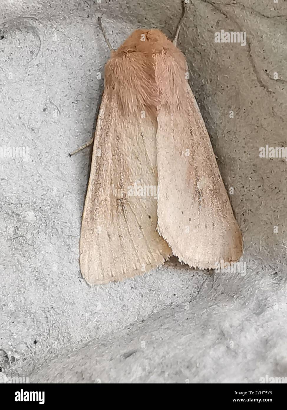 The Clay (Mythimna ferrago Stock Photo - Alamy