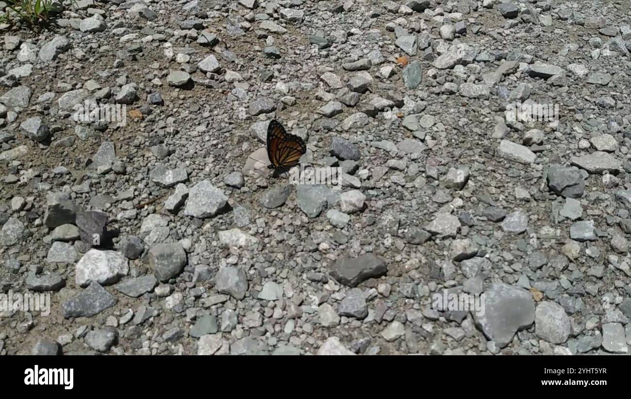 Viceroy (Limenitis archippus Stock Photo - Alamy