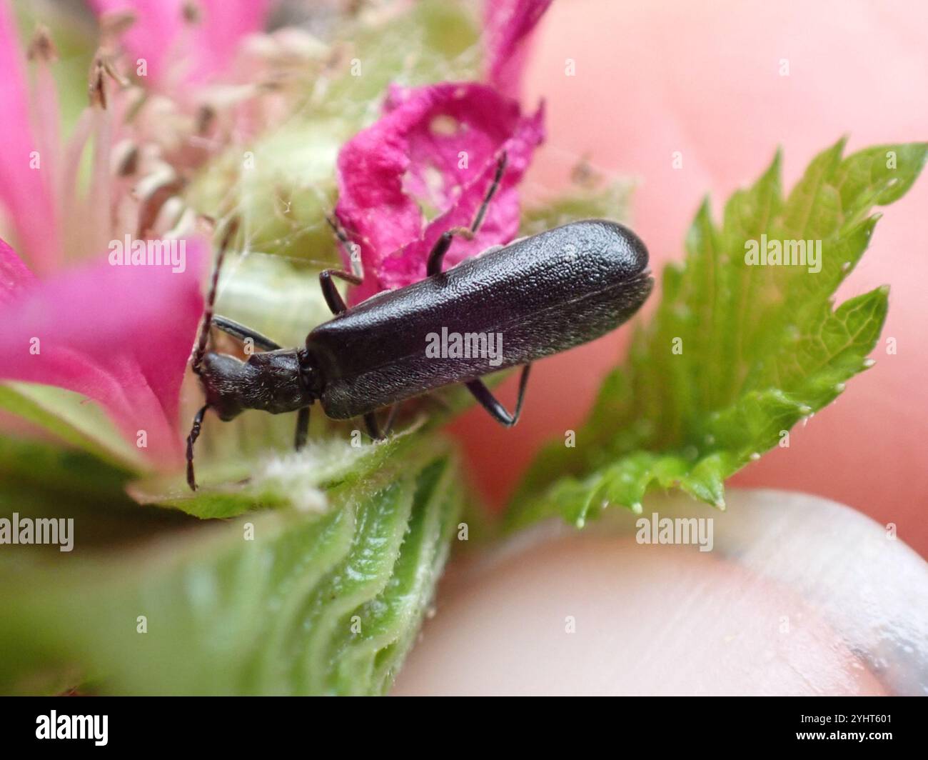 Soldier Beetles (Cantharidae Stock Photo - Alamy