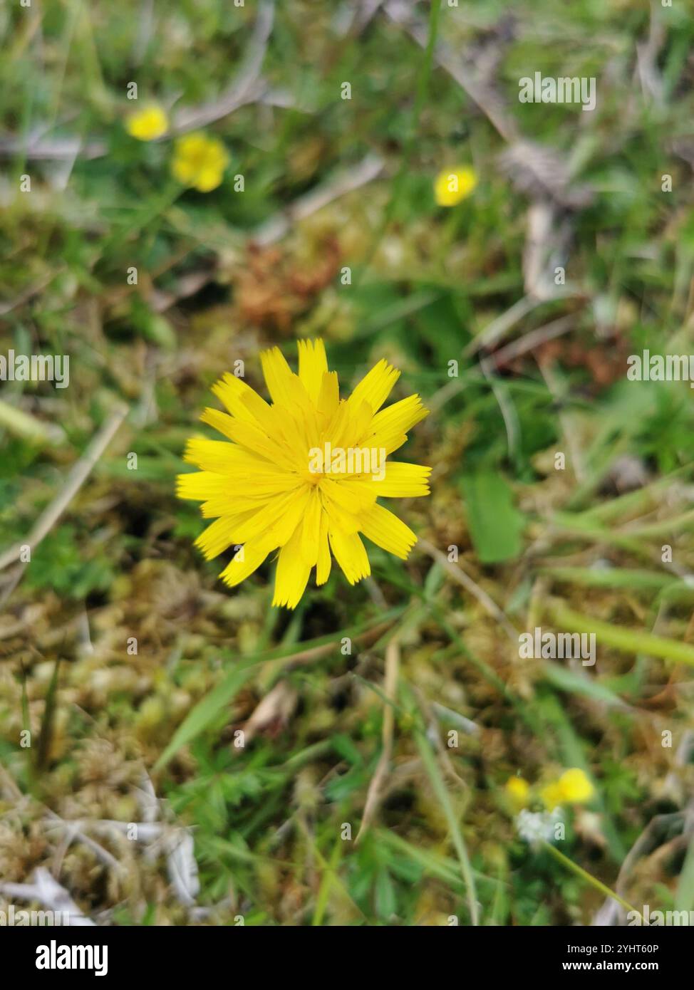 Autumn Hawkbit (Scorzoneroides autumnalis Stock Photo - Alamy