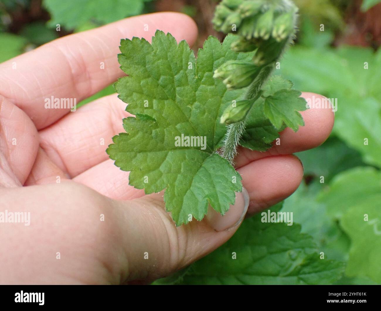 fringe cups (Tellima grandiflora Stock Photo - Alamy