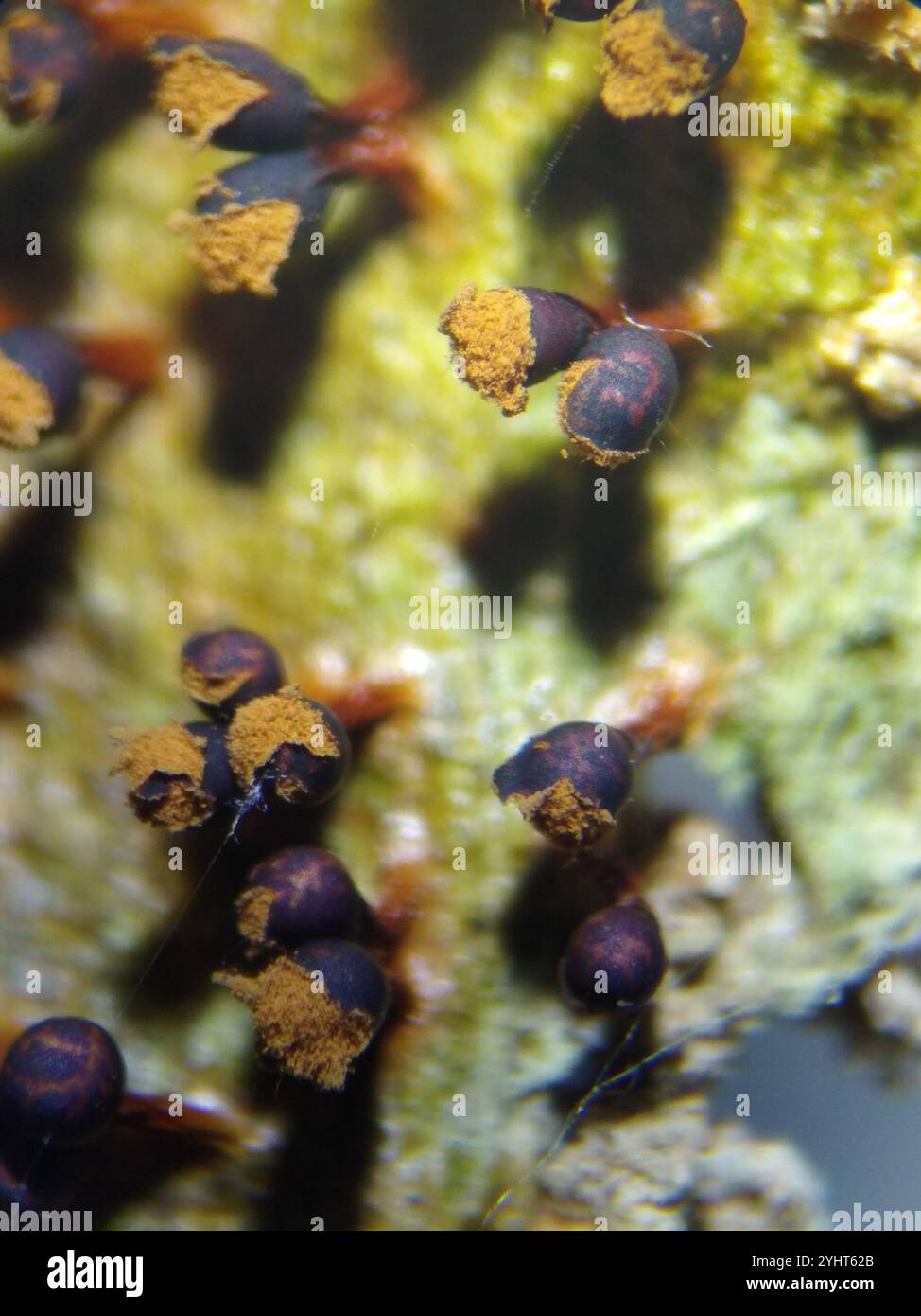 Trichia botrytis hi-res stock photography and images - Alamy