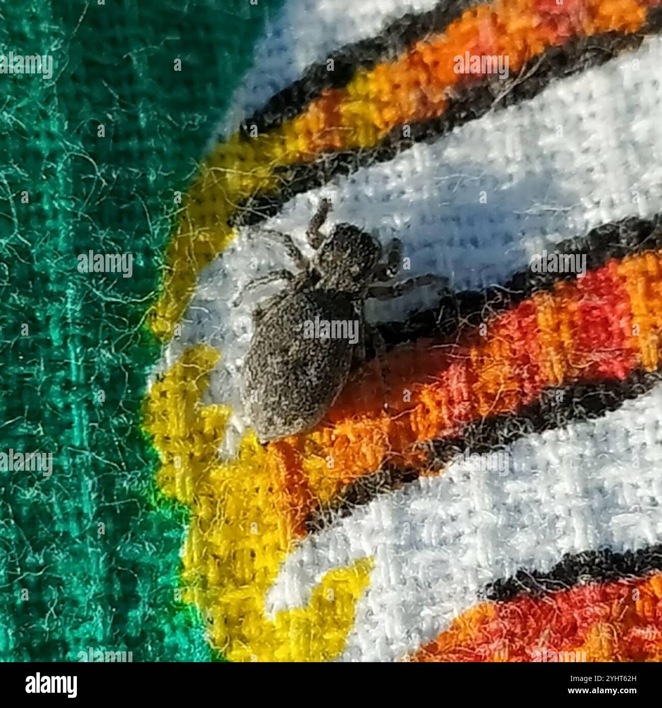 Attulus hi-res stock photography and images - Alamy