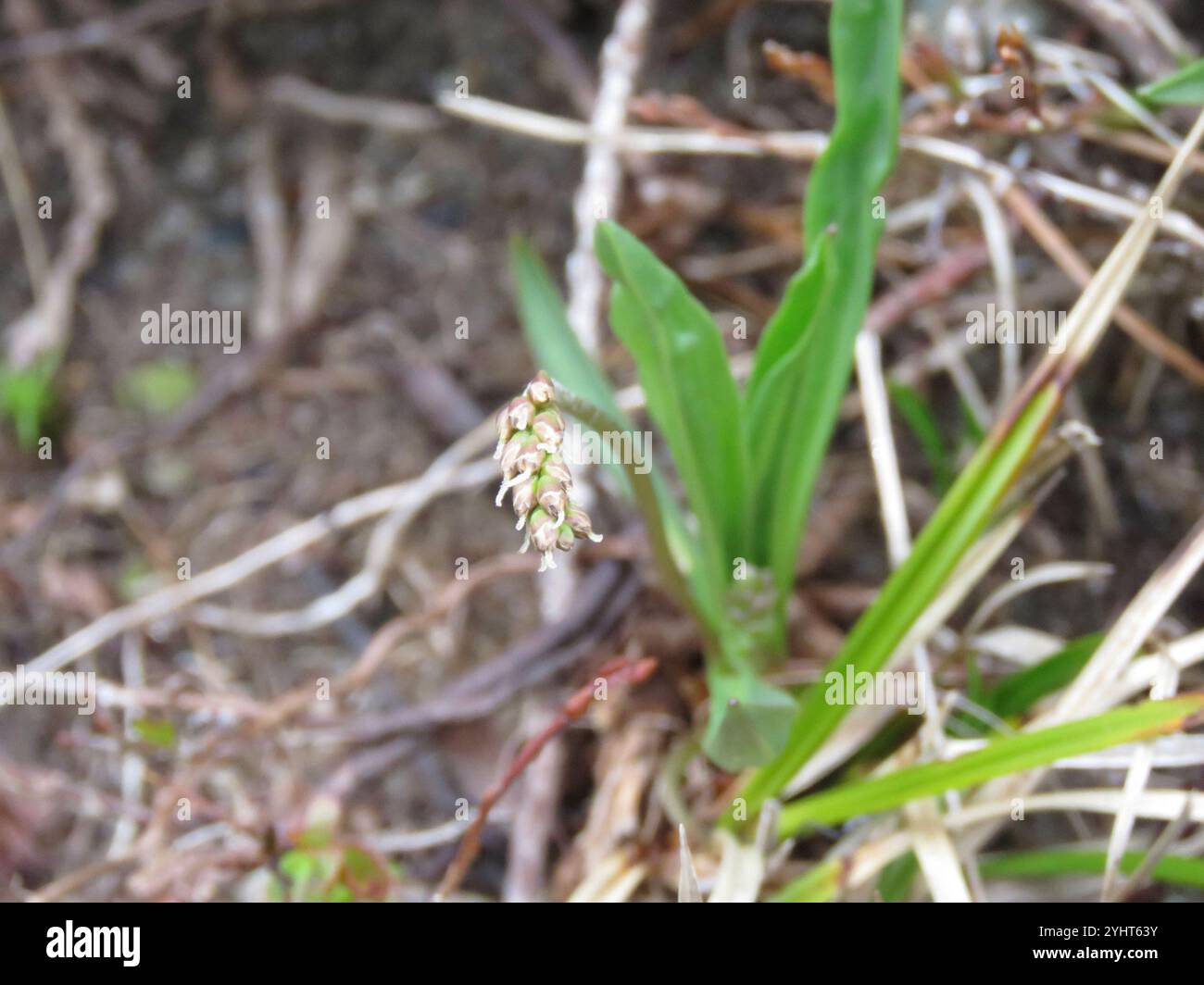Alaska Plantain (Plantago macrocarpa Stock Photo - Alamy