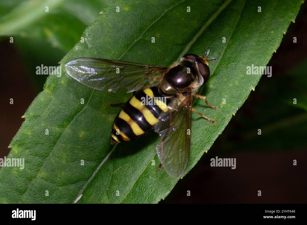 Long-tailed Aphideater Complex (Eupeodes americanus Stock Photo - Alamy