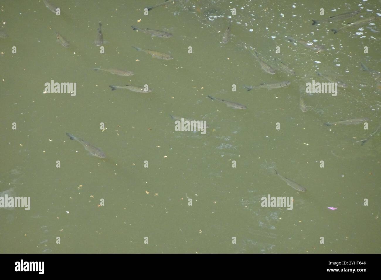 European chub (Squalius cephalus Stock Photo - Alamy