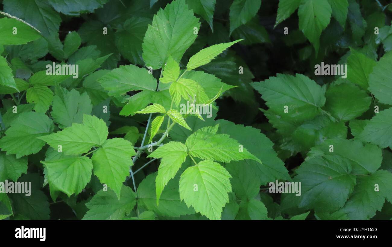 black raspberry (Rubus occidentalis Stock Photo - Alamy