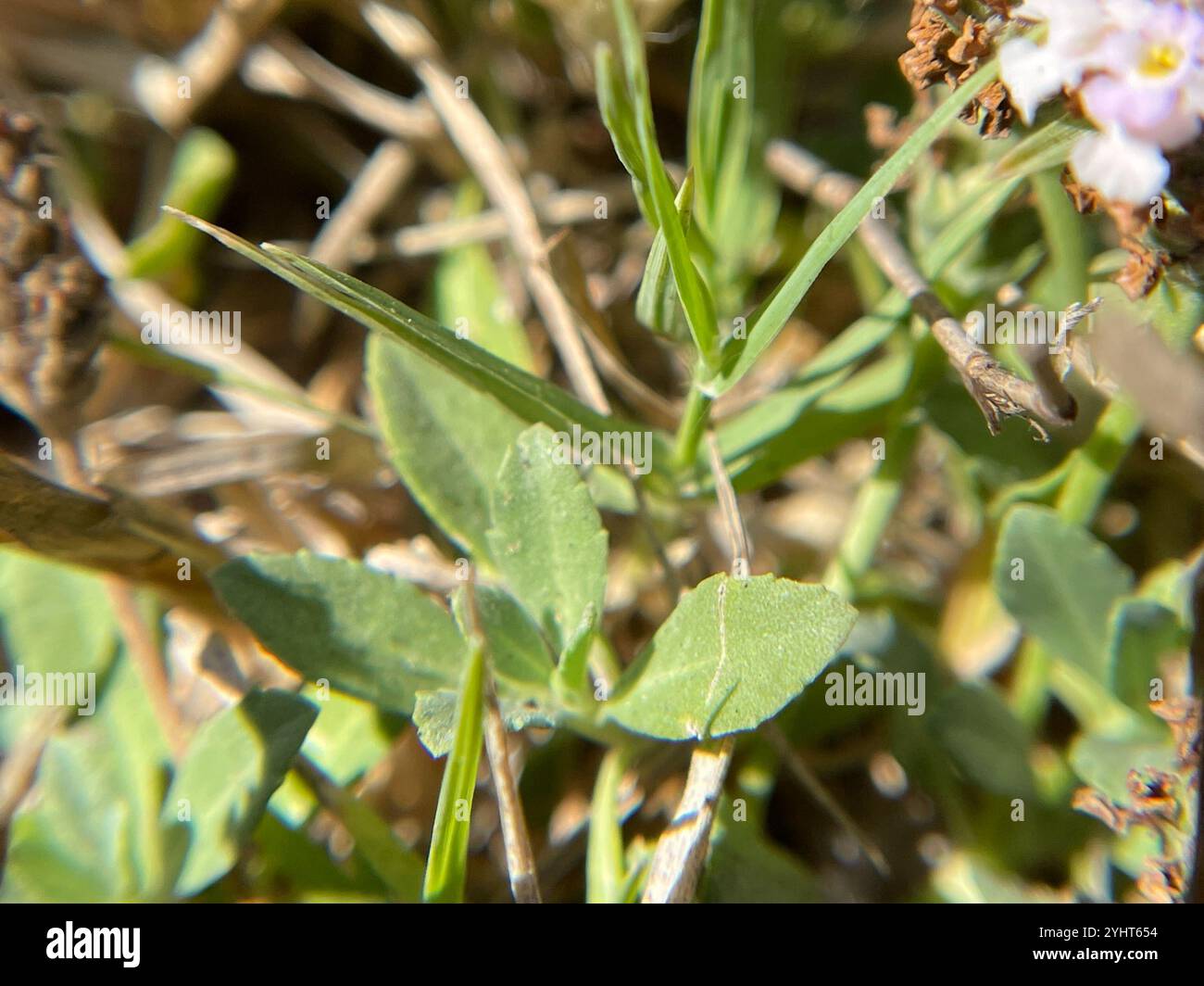 turkey tangle frogfruit (Phyla nodiflora Stock Photo - Alamy