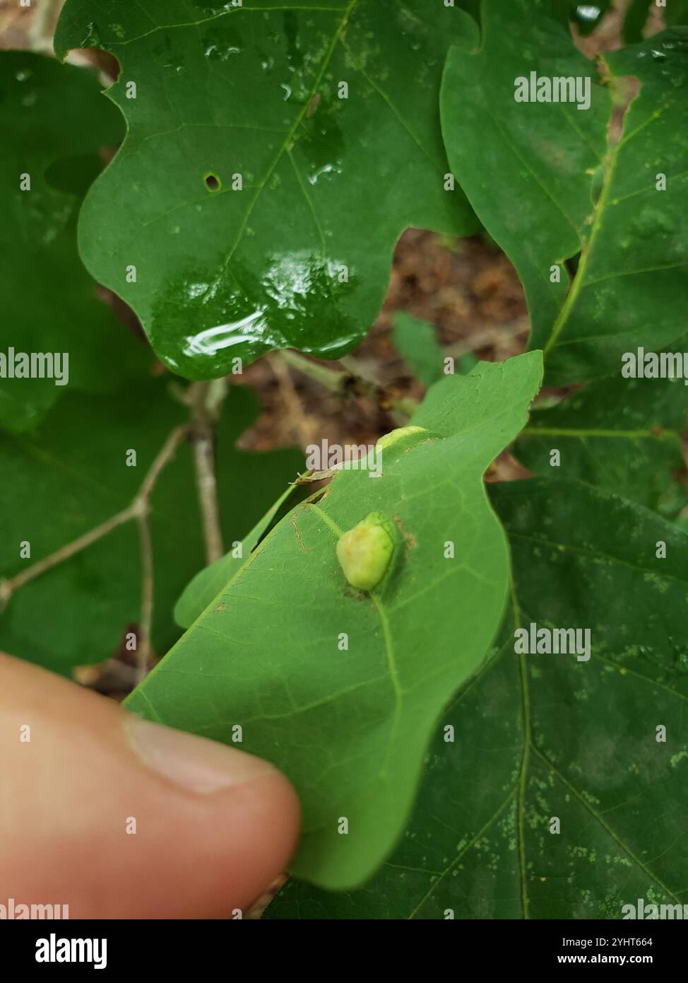 Oak Wart Gall Wasp (Callirhytis quercusfutilis Stock Photo - Alamy