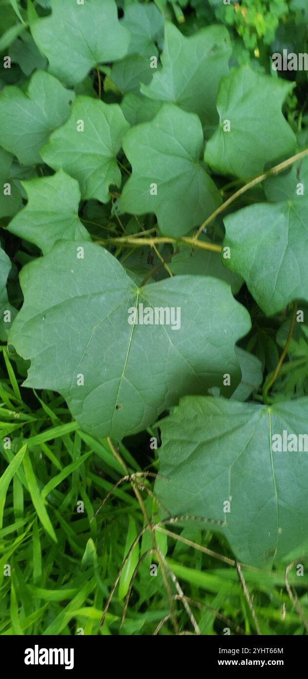 moonseed (Menispermum canadense Stock Photo - Alamy