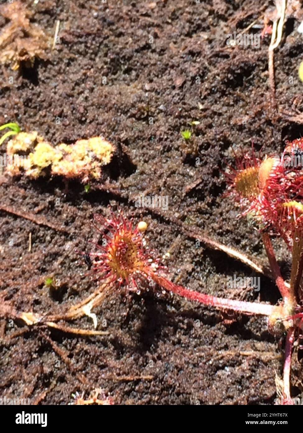 round-leaved sundew (Drosera rotundifolia Stock Photo - Alamy