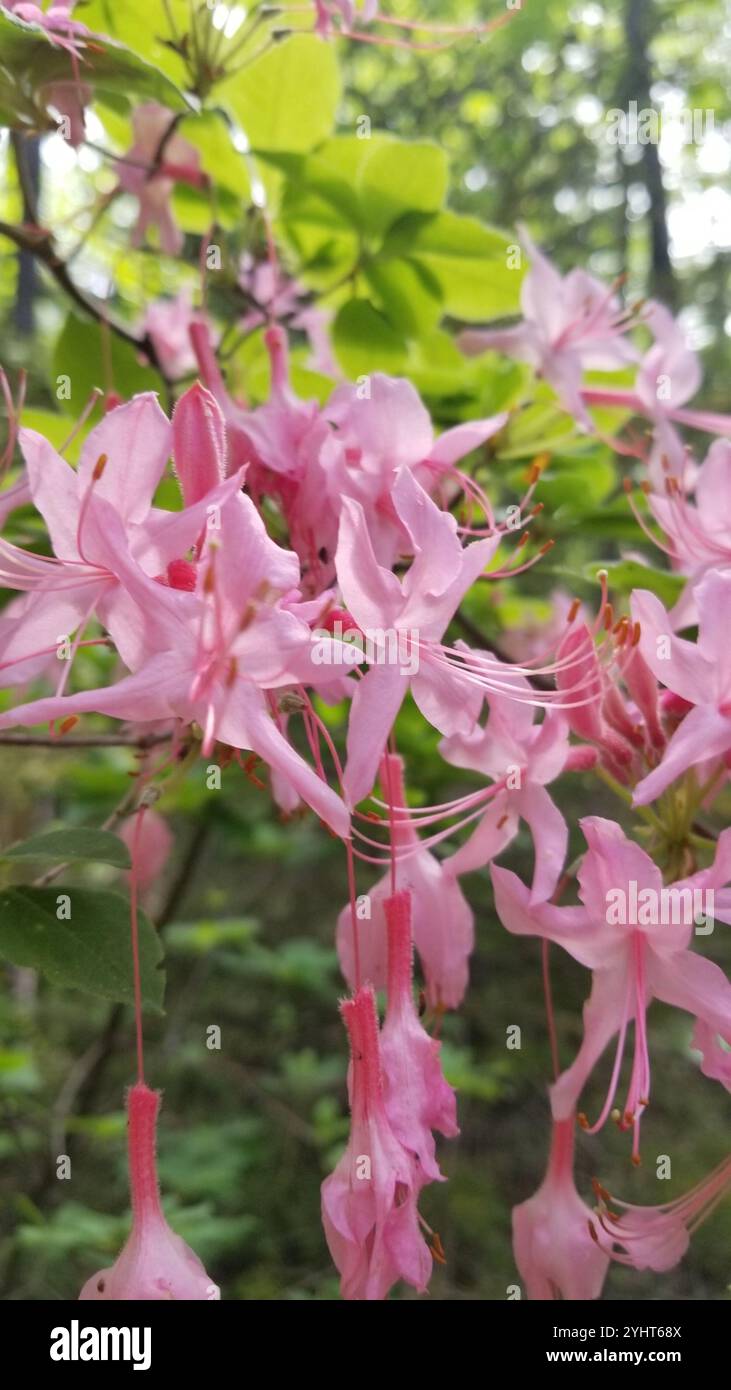 early azalea (Rhododendron prinophyllum Stock Photo - Alamy