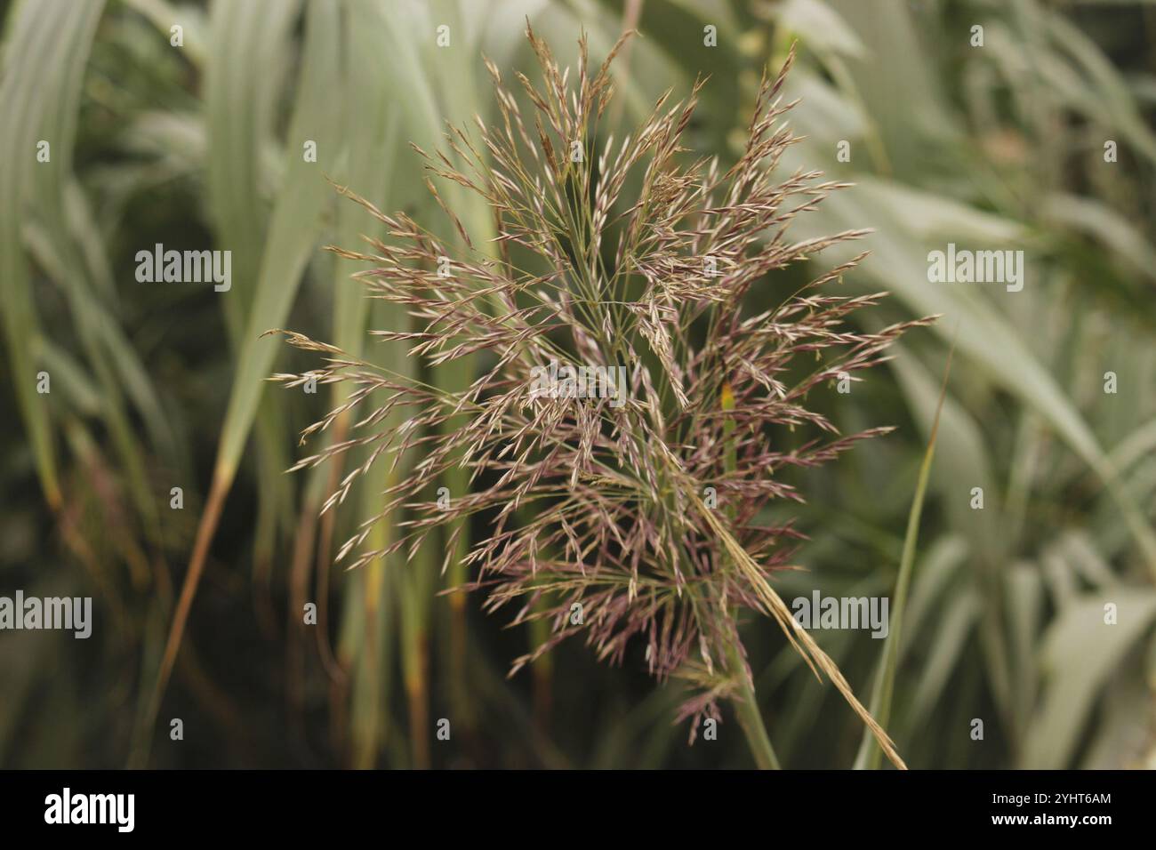 common reed (Phragmites australis Stock Photo - Alamy