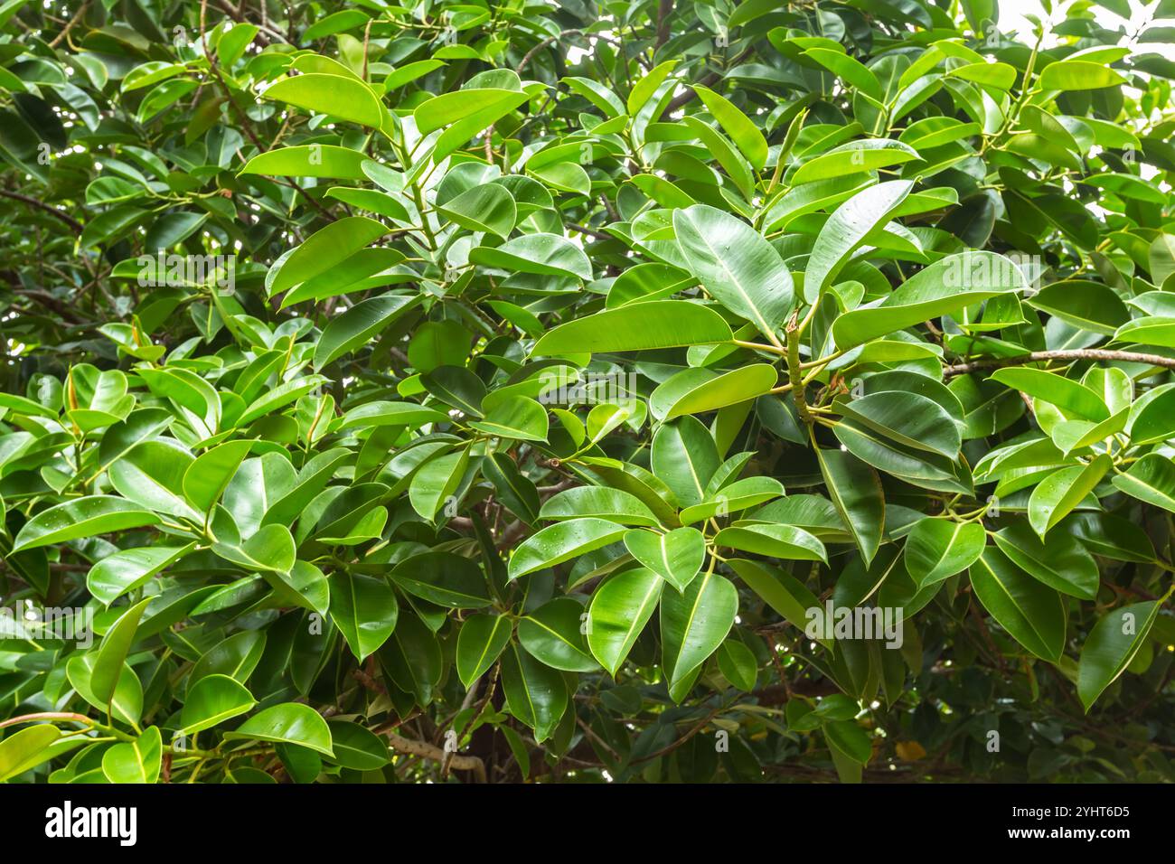 green bush texture Stock Photo - Alamy