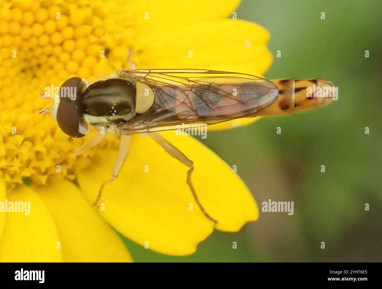 Common Globetail (Sphaerophoria scripta Stock Photo - Alamy