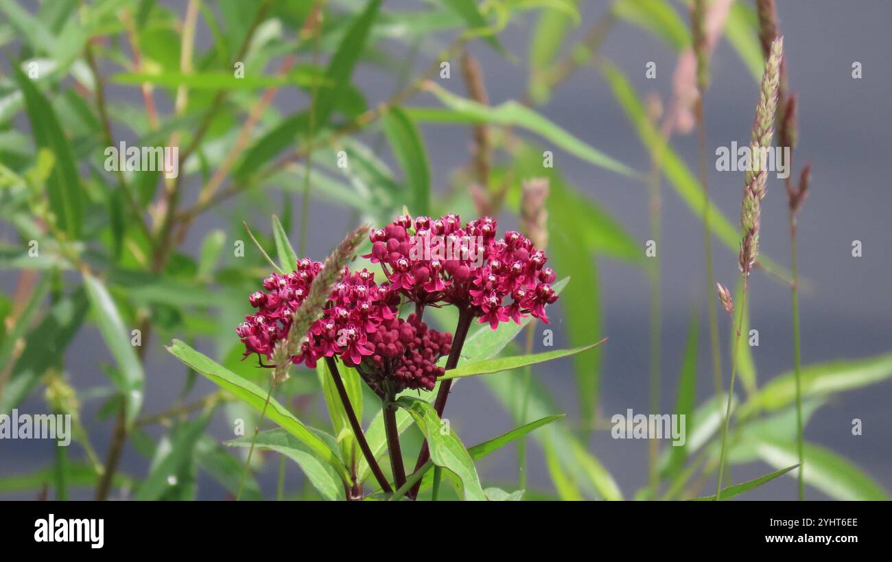 swamp milkweed (Asclepias incarnata Stock Photo - Alamy