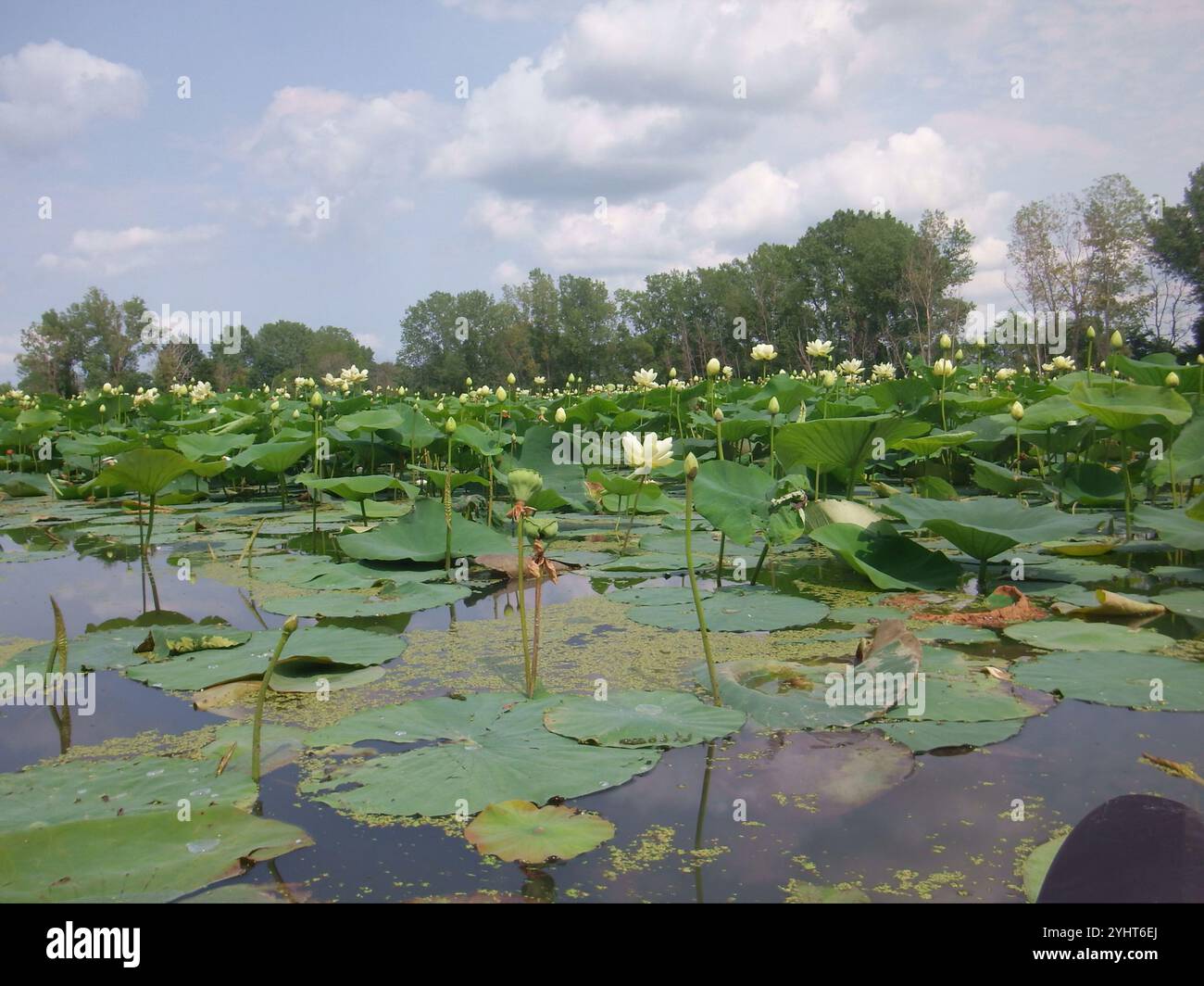 American lotus (Nelumbo lutea Stock Photo - Alamy