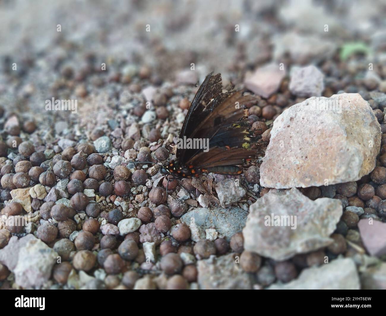 Polydamas hi-res stock photography and images - Alamy
