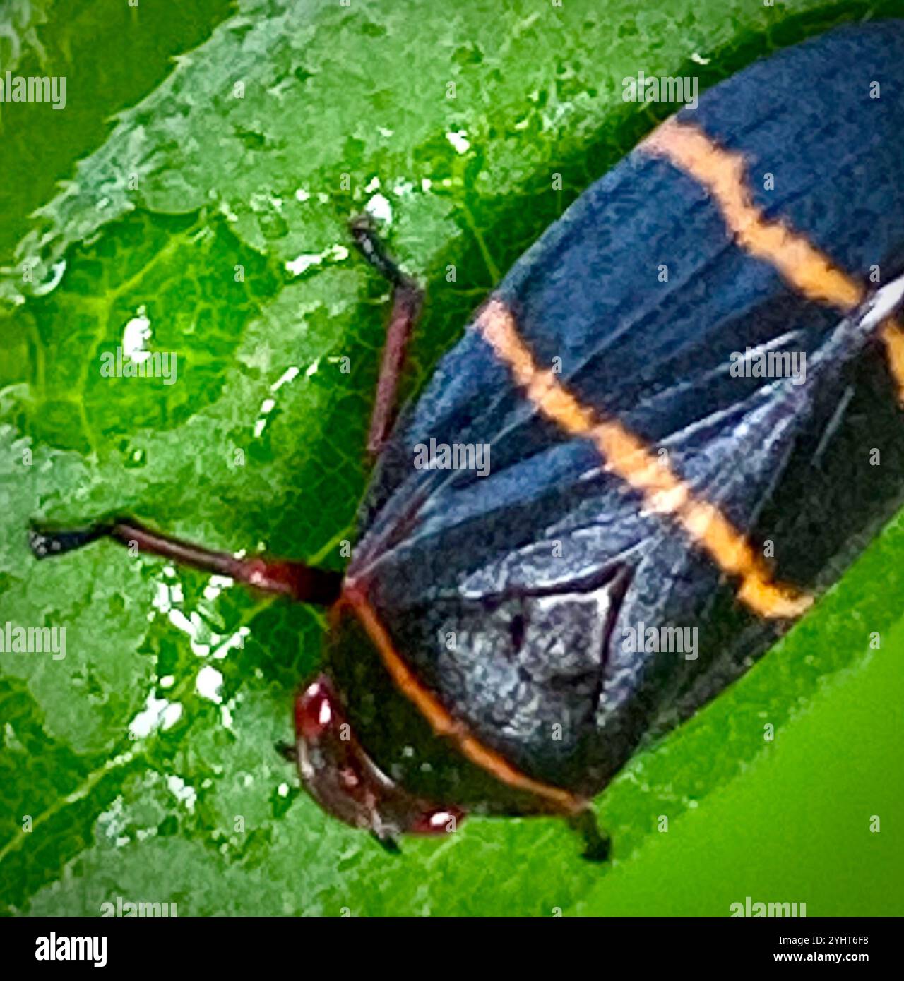 Two lined spittlebug prosapia bicincta hi-res stock photography and ...